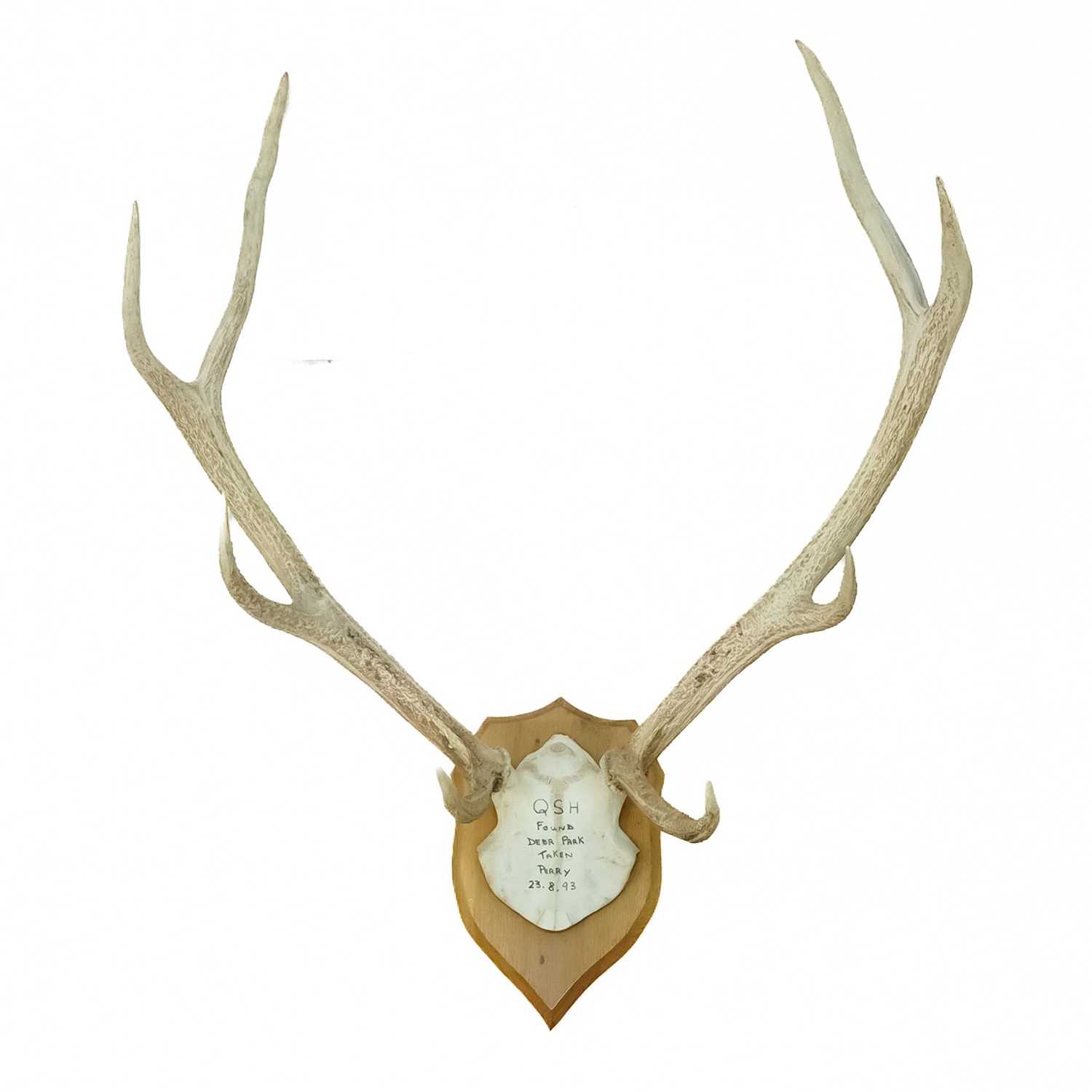 Lot 94 - An eight point antler with skull cap.
