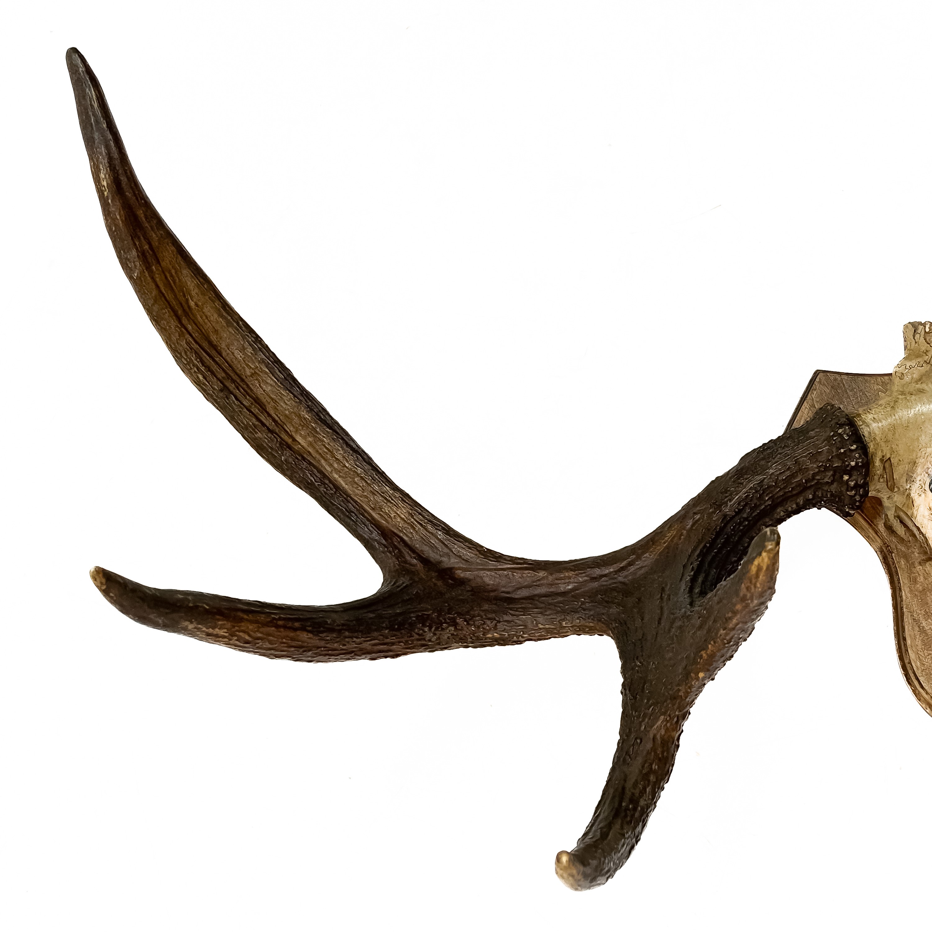 Lot 278 - A large set of elk antlers.