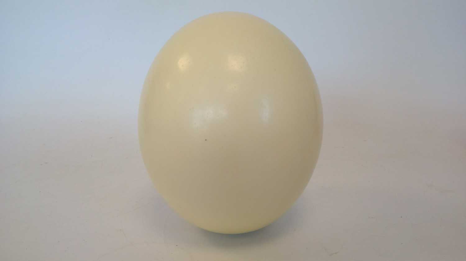 Lot 54 - An ostrich egg shell, 15cm long.