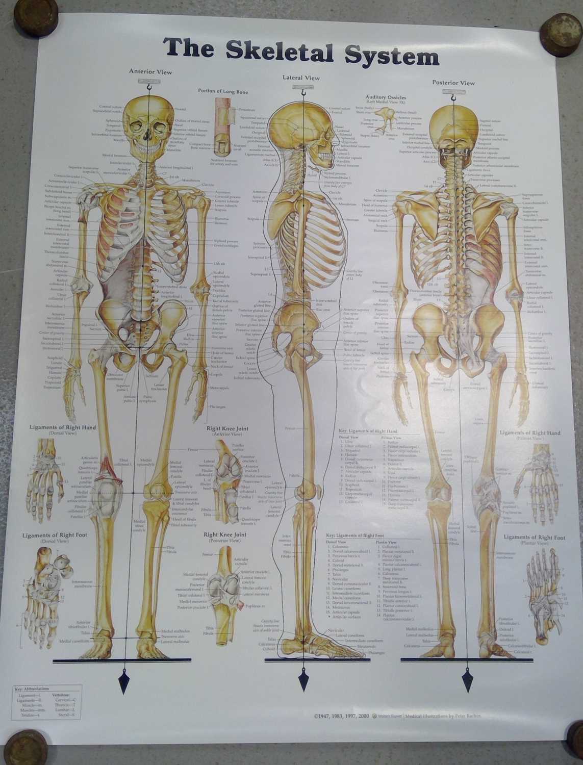 Lot 132 - The Skeletal System Poster. The Poster