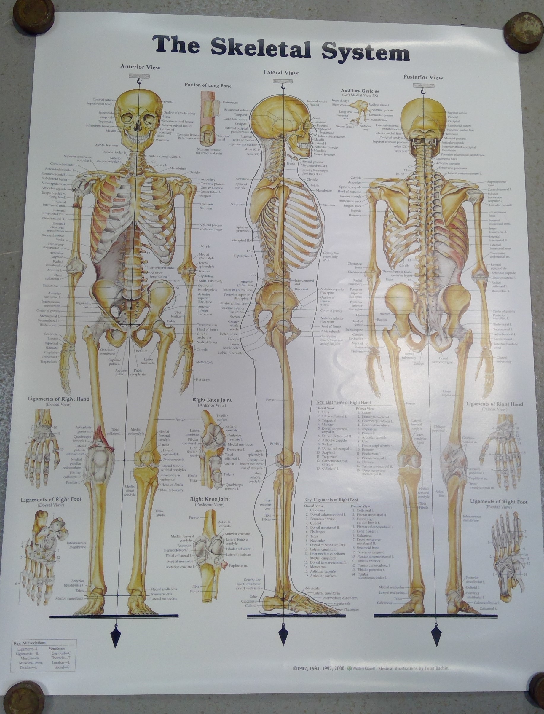 Lot 132 - The Skeletal System Poster. The Poster