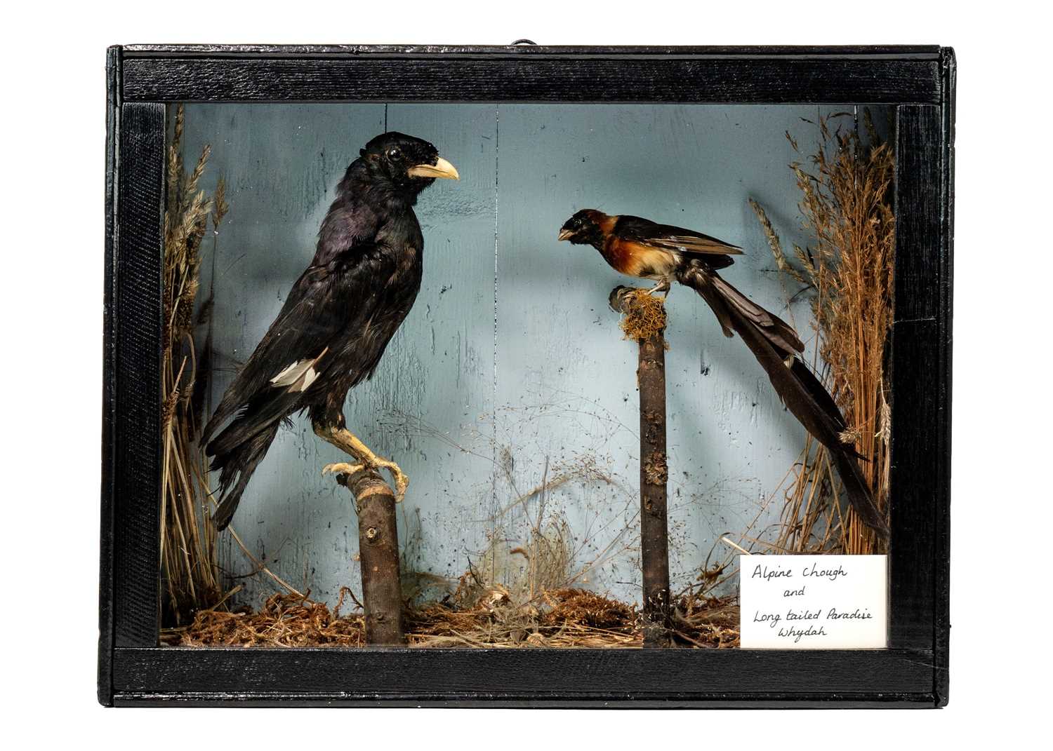 Lot 1320 - Taxidermy Alpine Chough and a Long-tailed