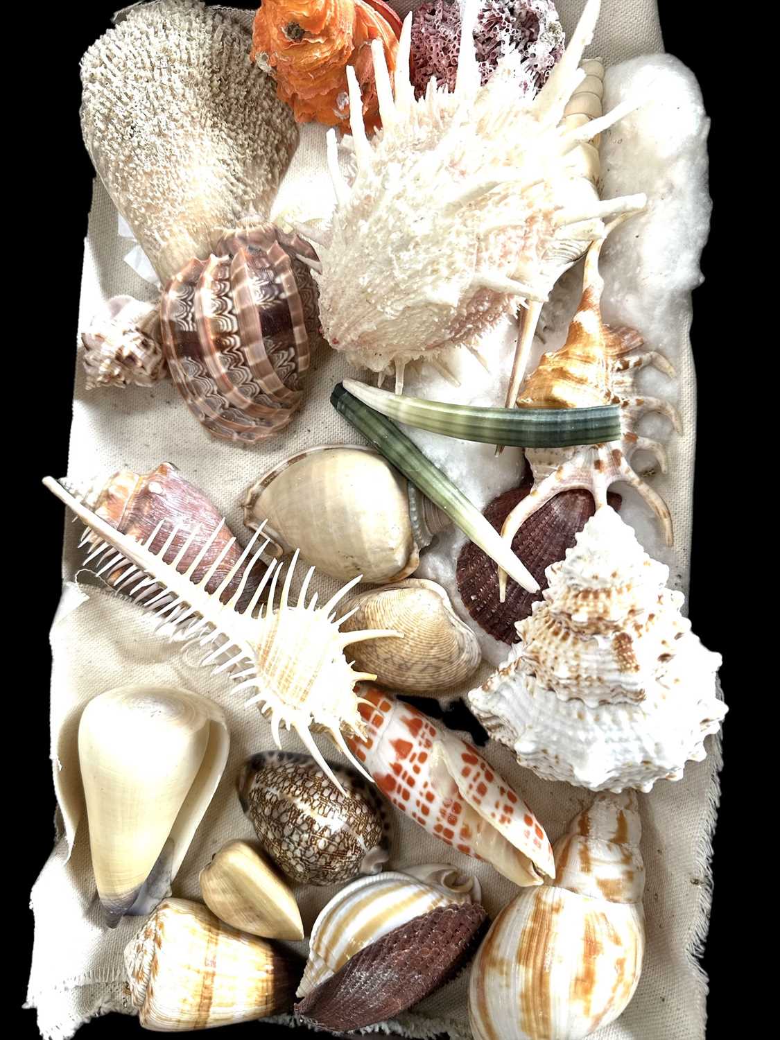 Lot 35 - A lovely collection of shells from the