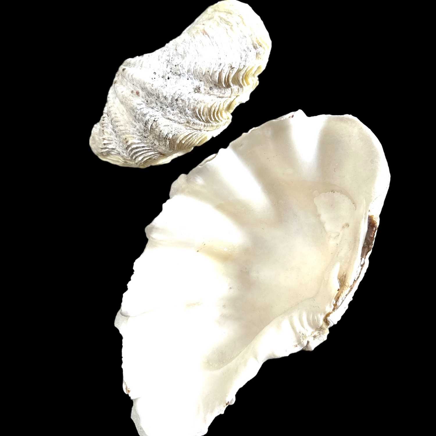 Lot 65 - Two clam shells one complete, together with a