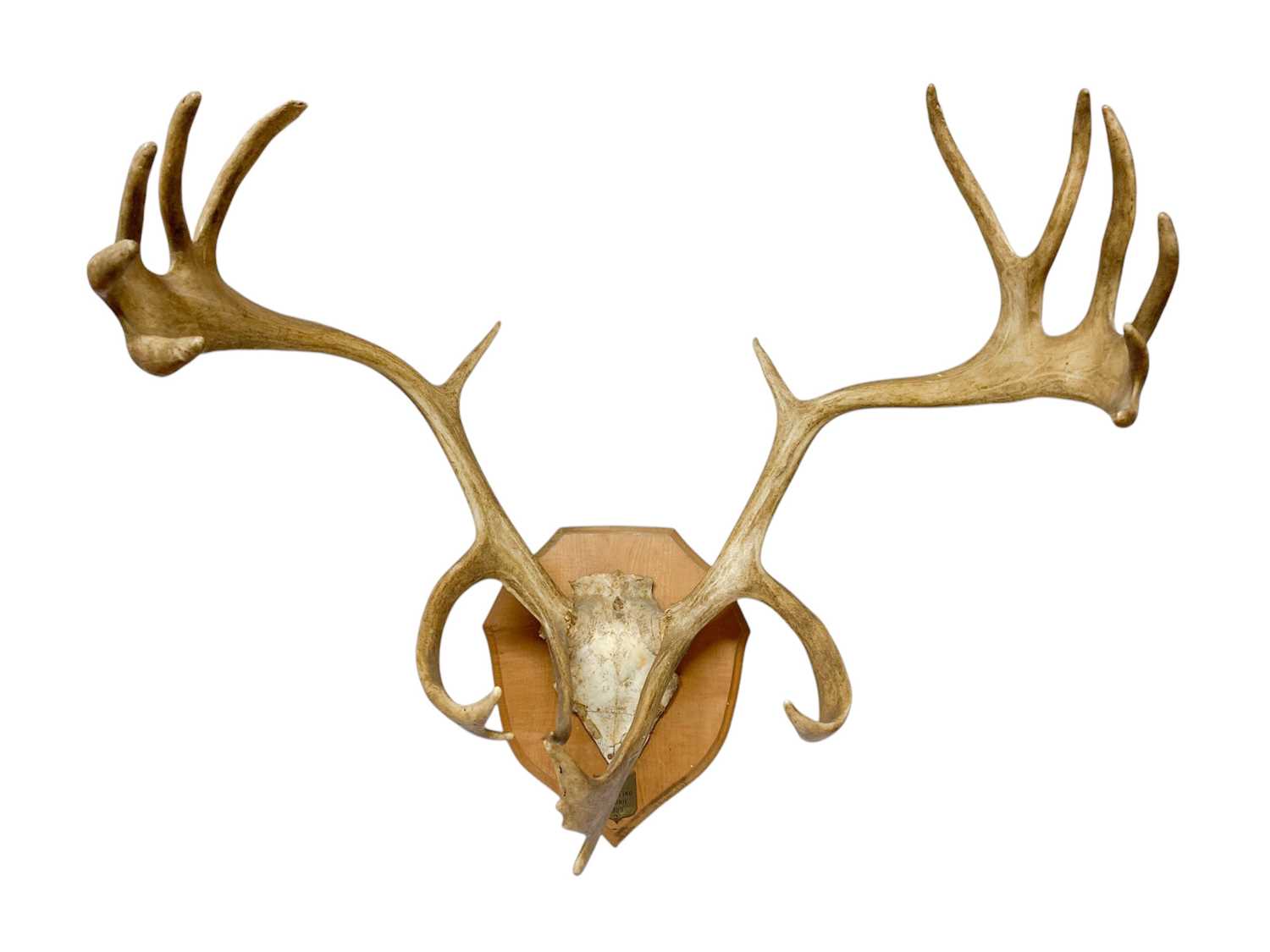 Lot 171 - A set of deer antlers.