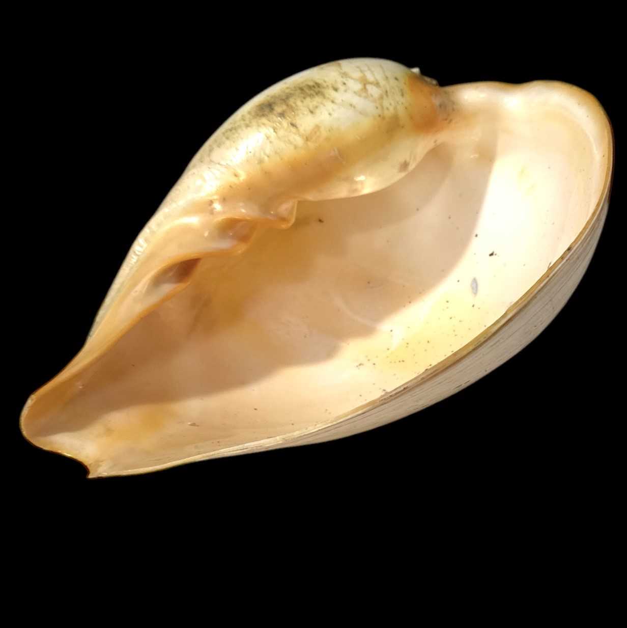 Lot 74 - A large Conch shell, 34cm across.