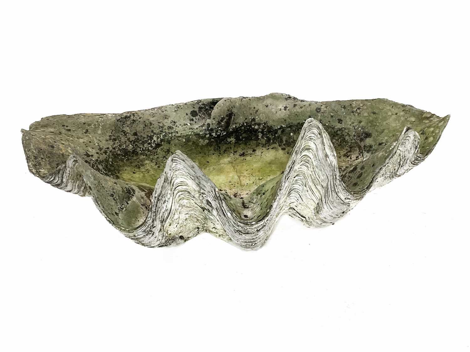 Lot 331 - A giant clam shell, well weathered.