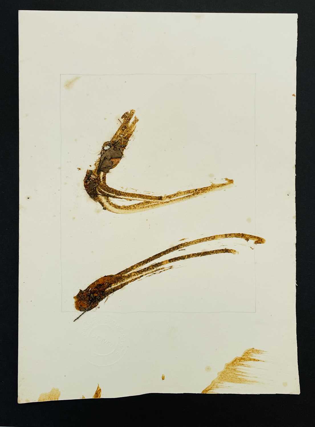 Lot 197 - Sandra BLOW (1925-2006)