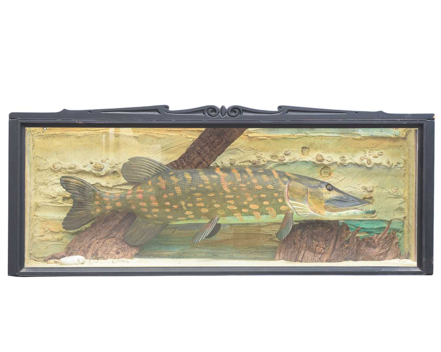 Lot 63 - A cased carved wood model of a pike.