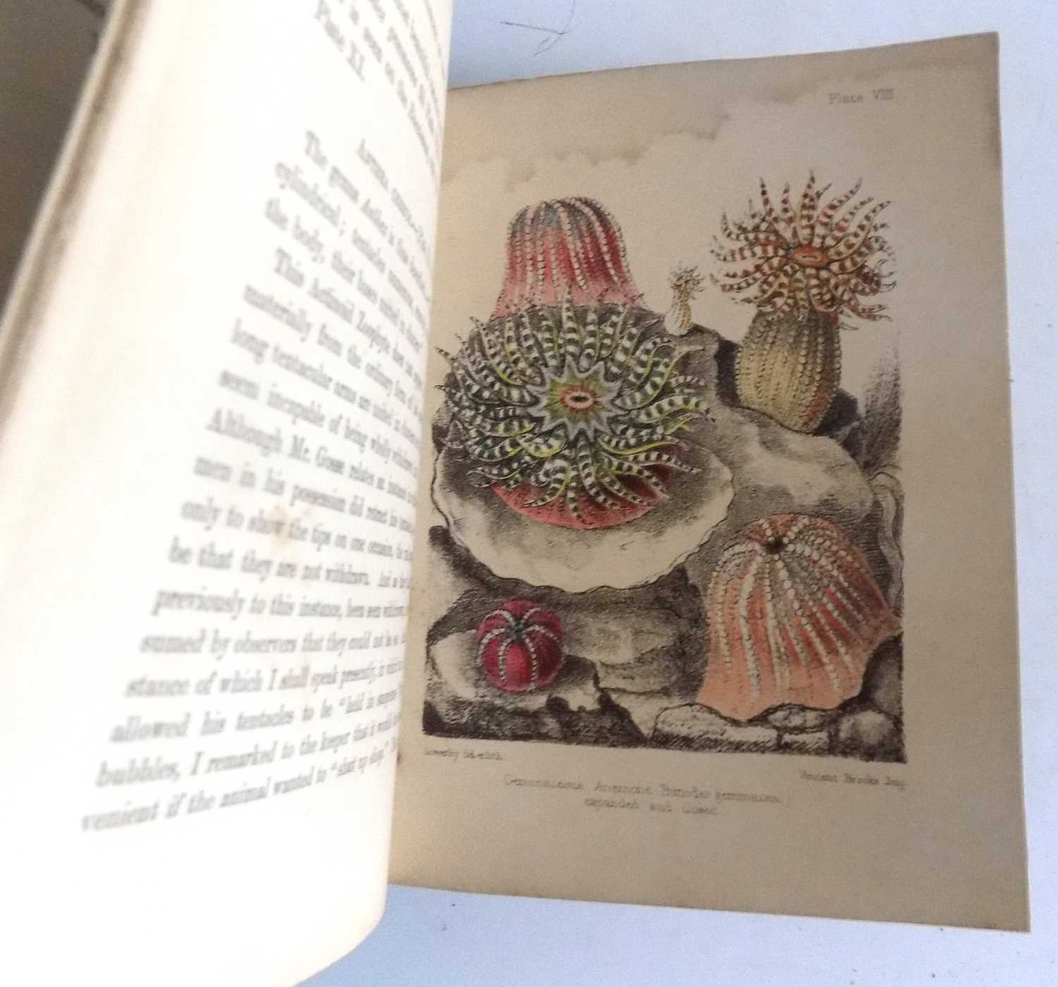 Lot 1421 - GEORGE BRETTINGHAM SOWERBY. "Popular