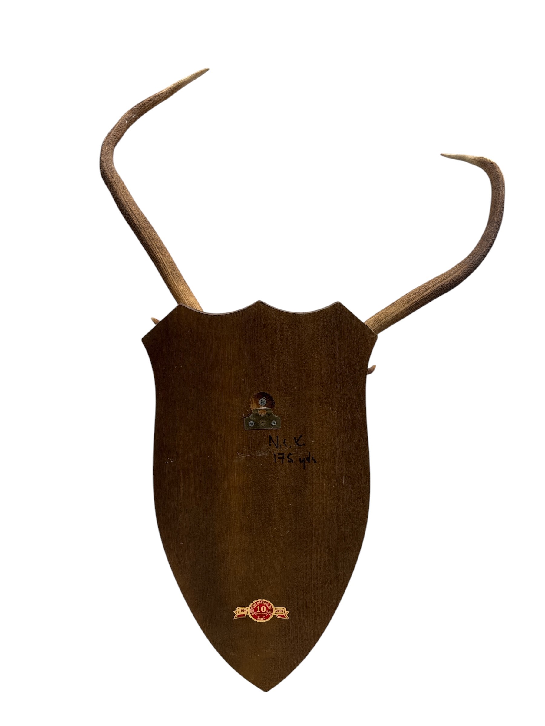 Lot 140 - Deer skull and antlers, mounted on a wooden
