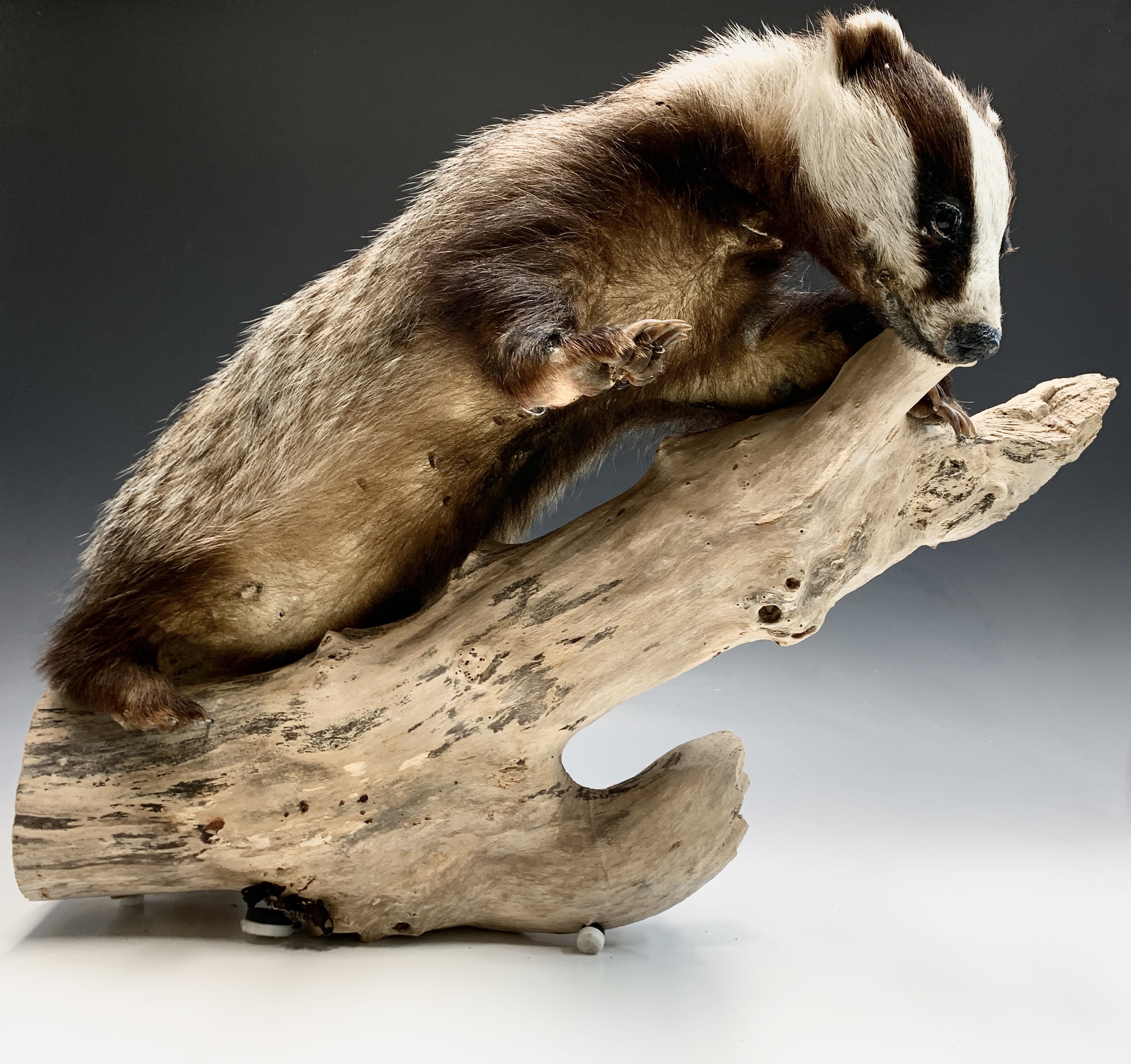 Lot 388 - A taxidermy study of a badger on a log.