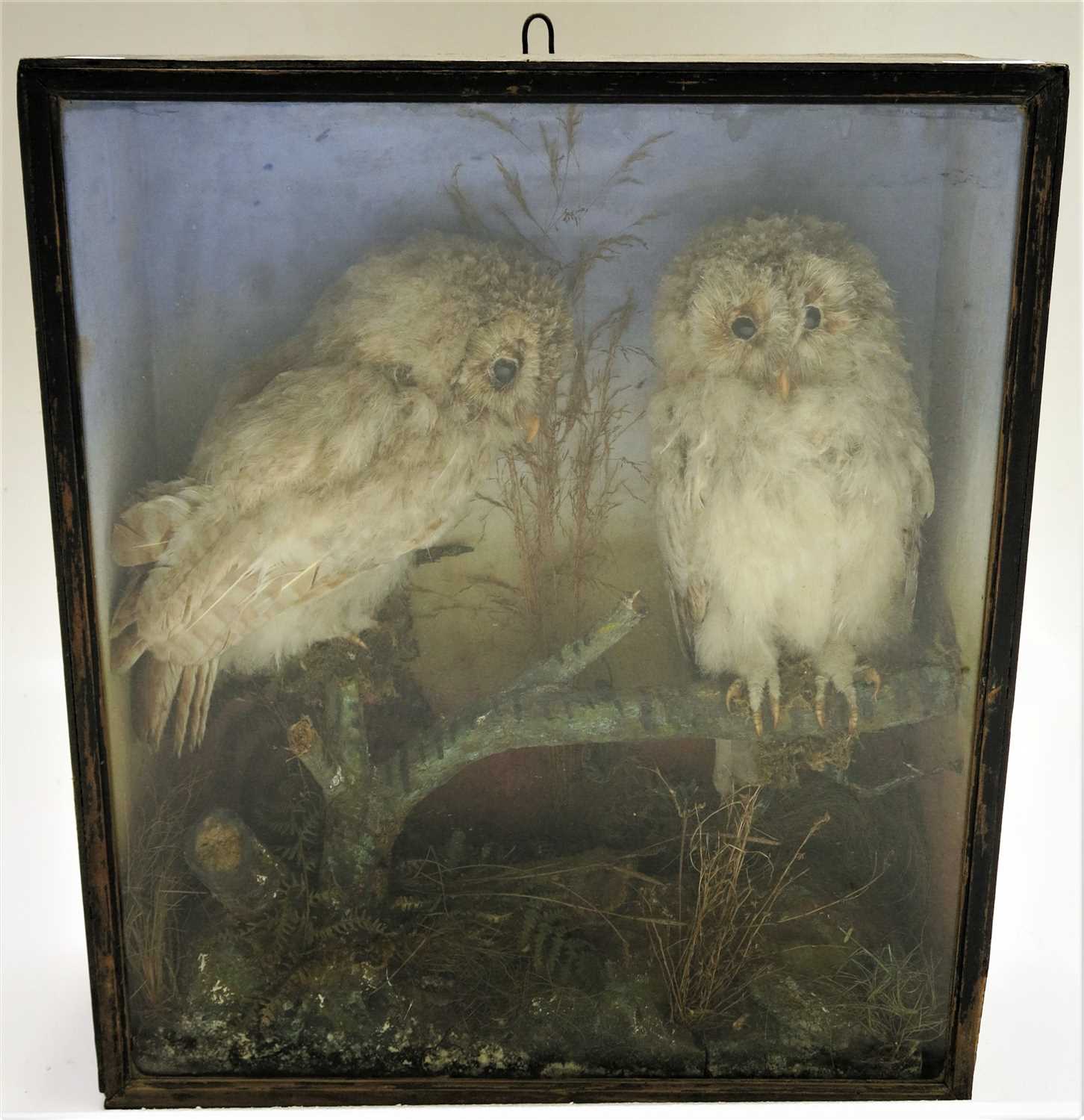 Lot 127 - A taxidermy display case of owls, height