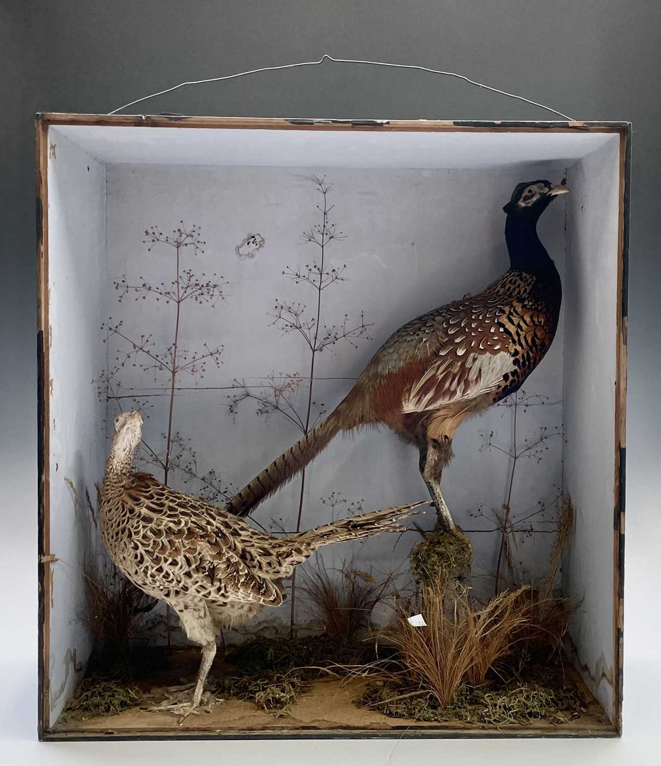 Lot 183 - Taxidermy, two stuffed and mounted pheasants,