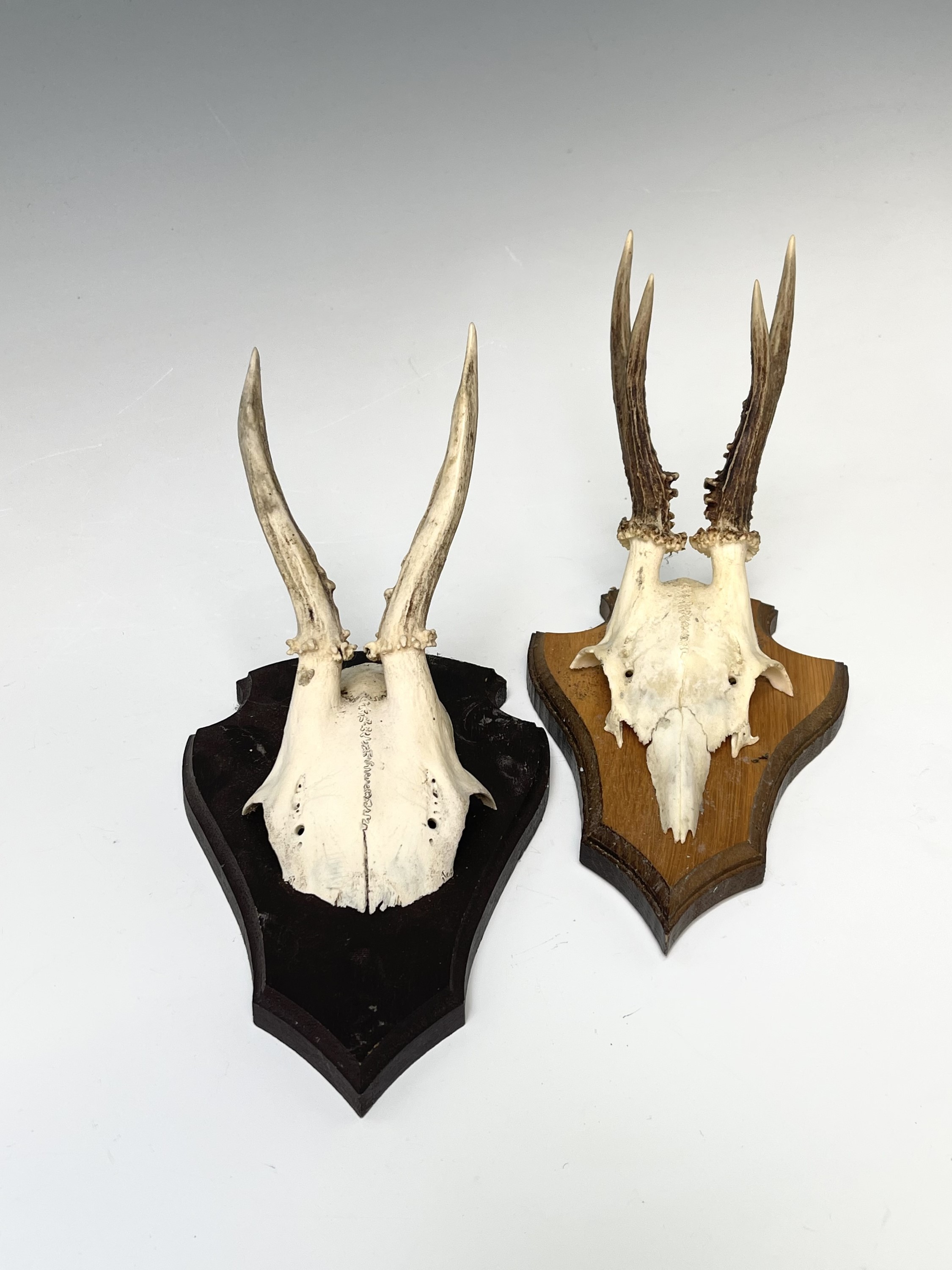 Lot 138 - Two wall mounted pairs of antlers. The