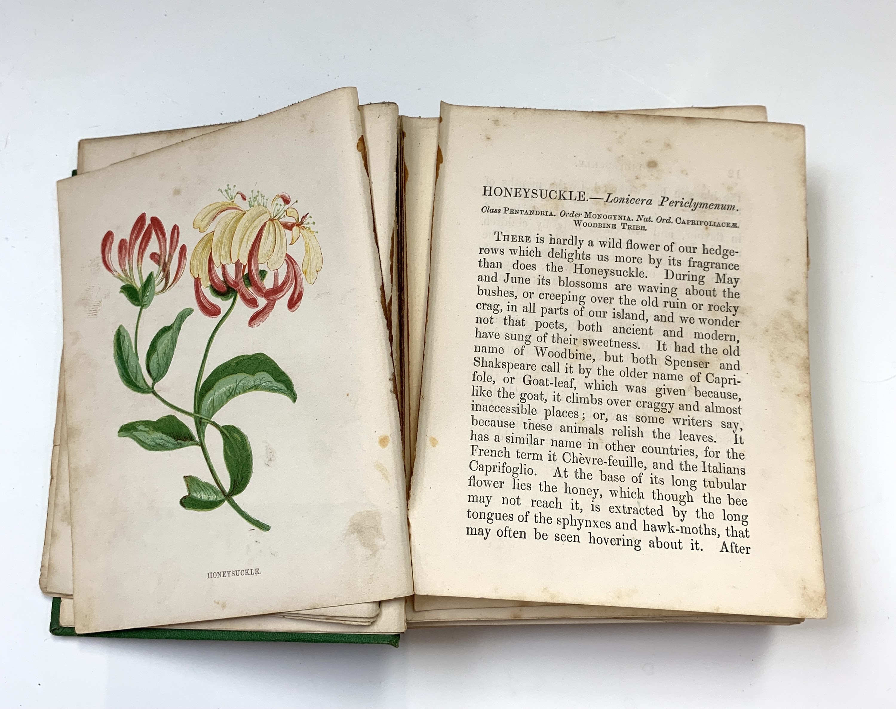 Lot 122 - ANNE PRATT. 'Wild Flowers.' Two volumes, 190