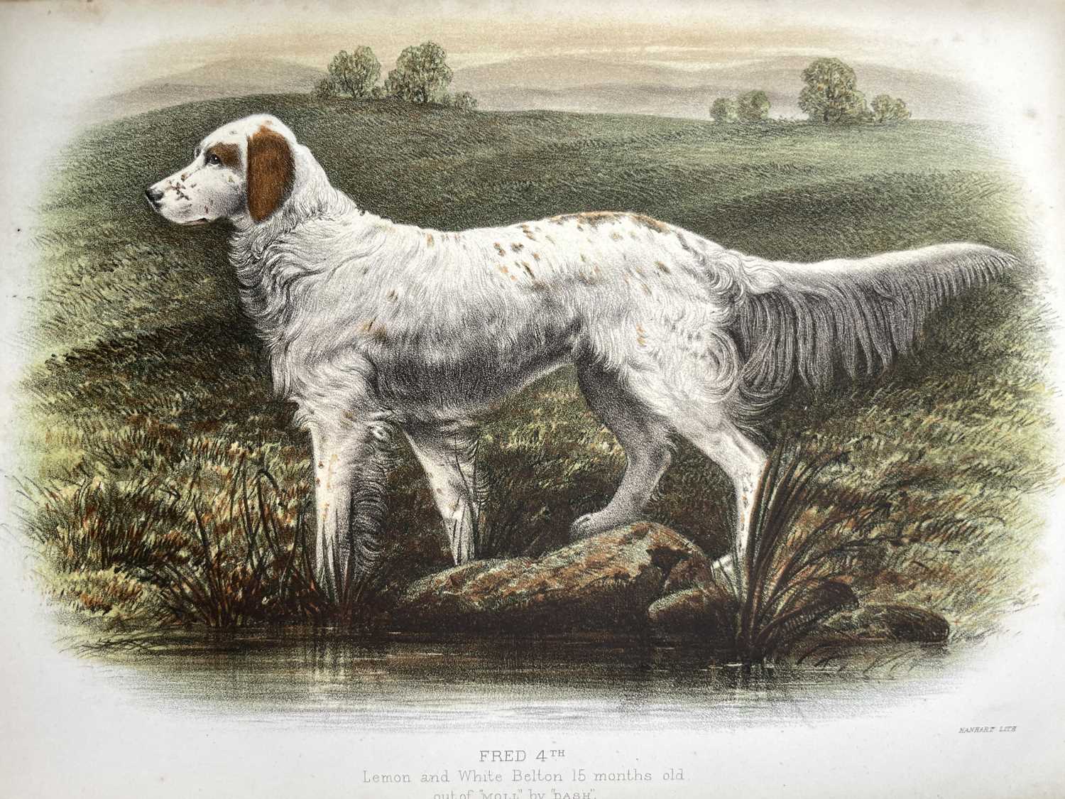 Lot 53 - EDWARD LAVERACK. 'The Setter,' pebbled cloth,