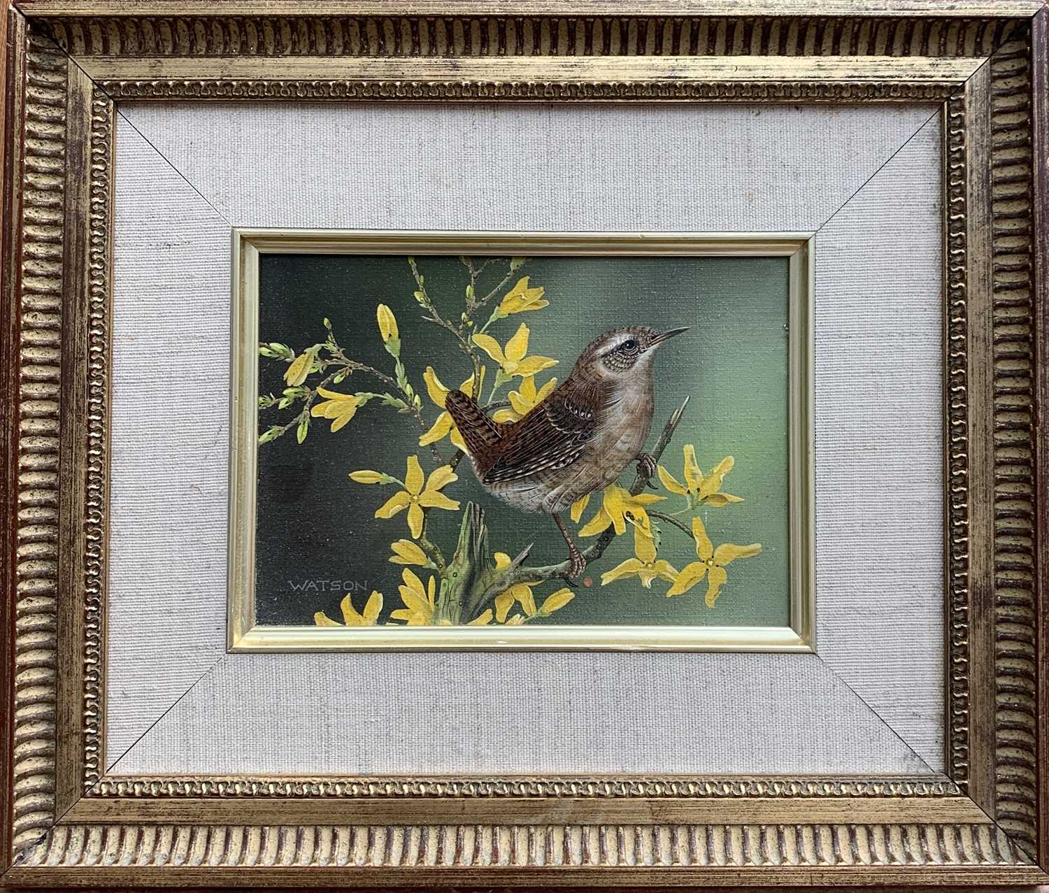 Lot 1428 - Christopher WATSON Wren on Forsythia Oil on