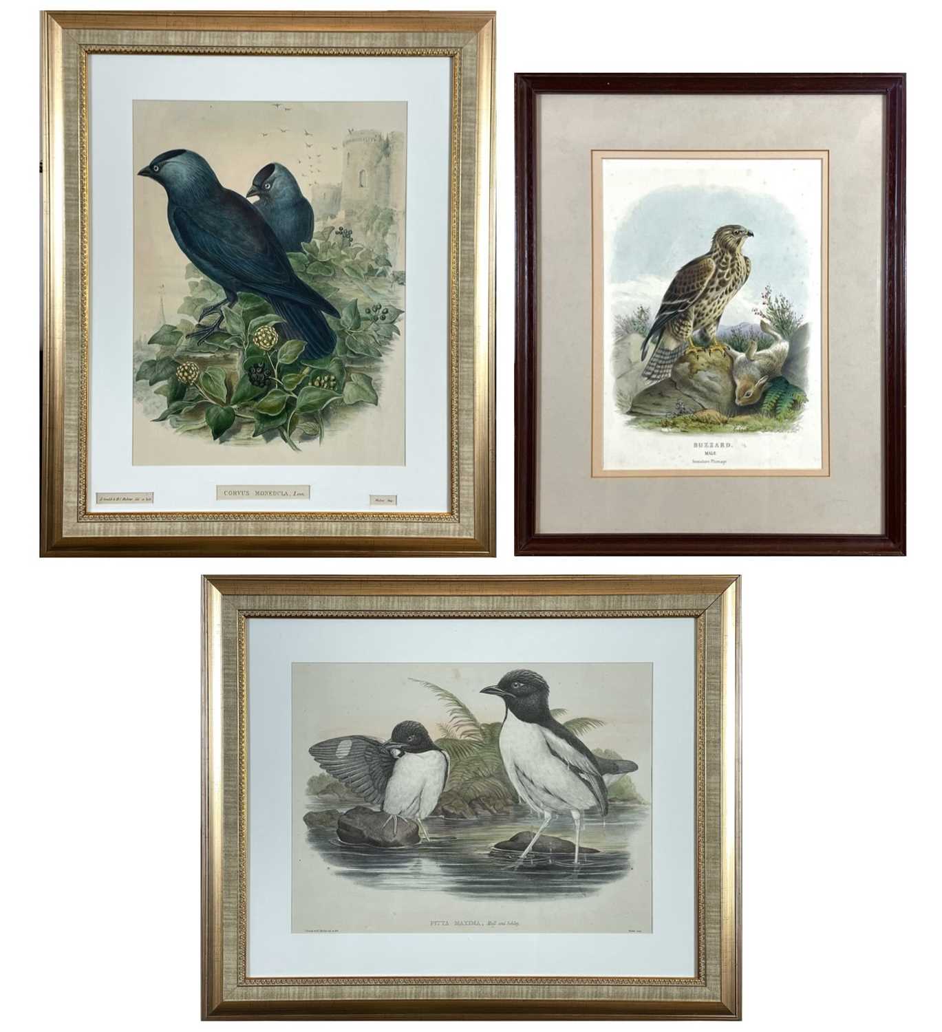 Lot 429 - JOHN GOULD, H. C. RICHTER and EDWARD NEALE.