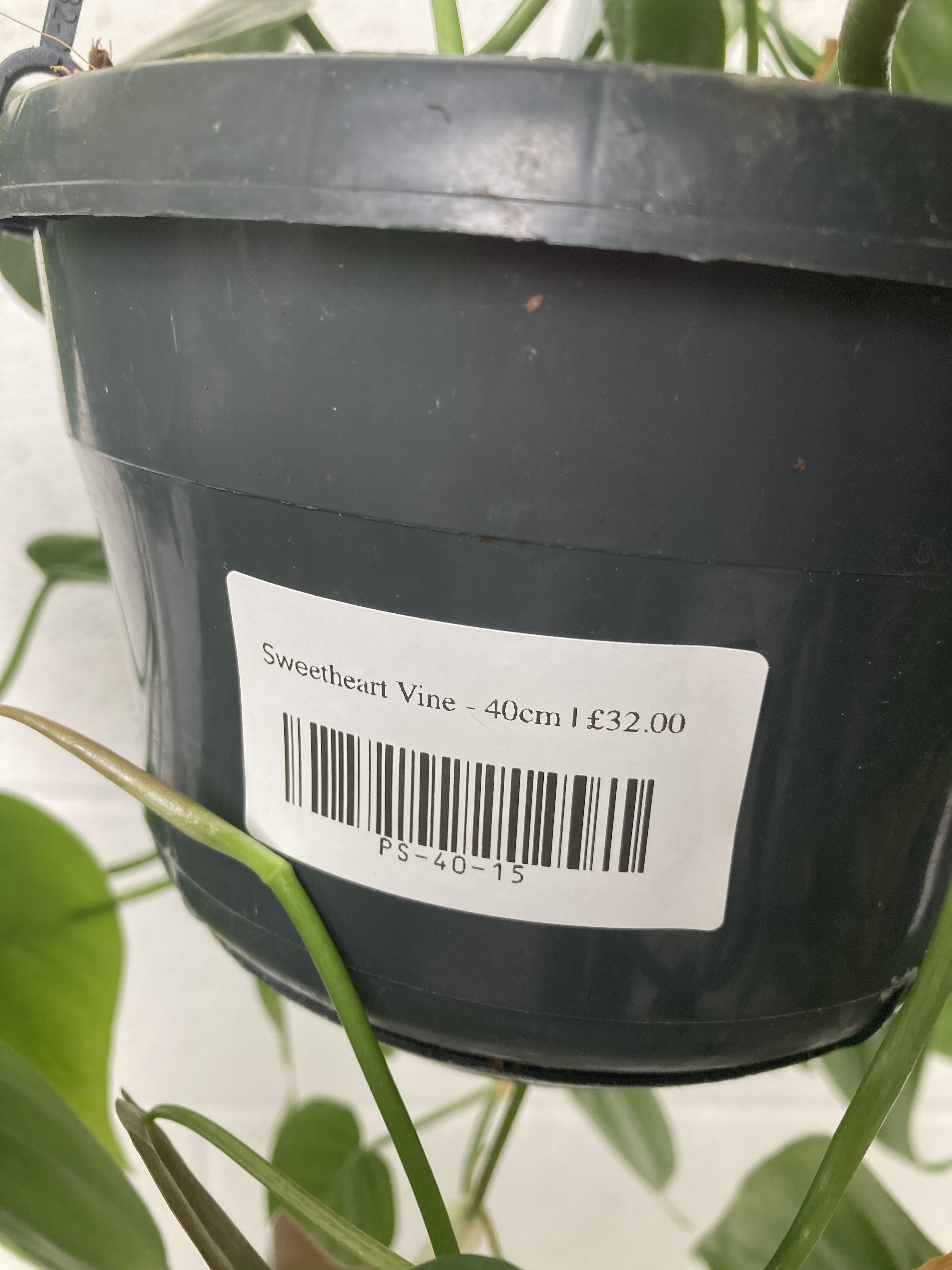 Lot 16 - Two Philodendron Sweetheart Vines, 40cm long.