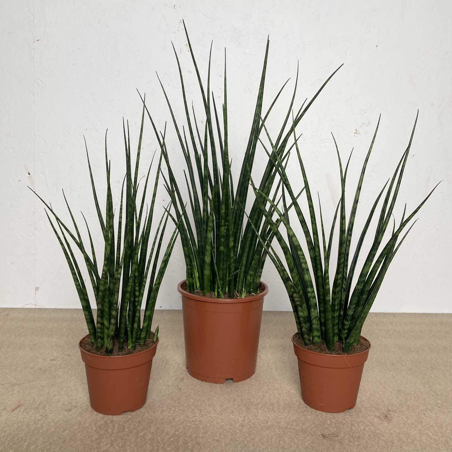 Lot 115 - Three Slender Snake Plants. Height of