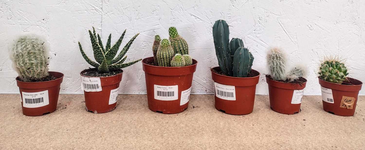 Lot 118 - A mob of cacti, including two Peruvian Old