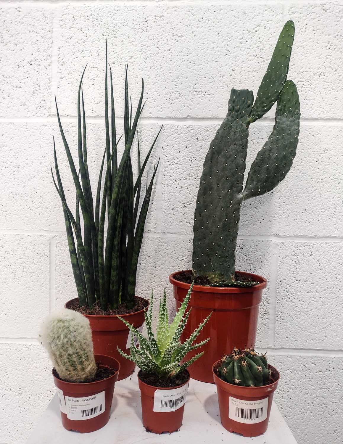 Lot 157 - A mixed mob of cacti including a Roadkill