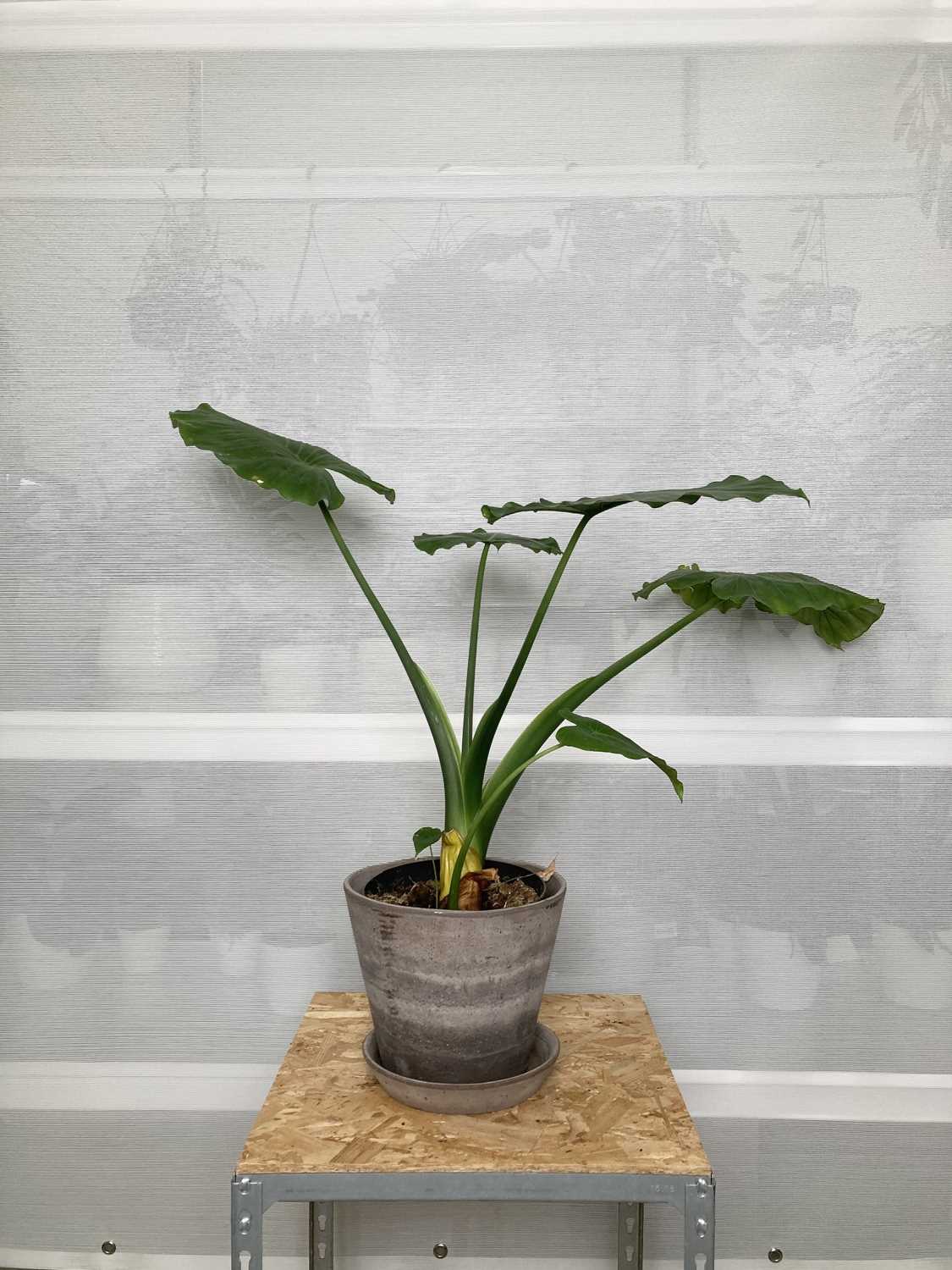 Lot 169 - A Dwarf Elephants Ear Alocasia plant in a