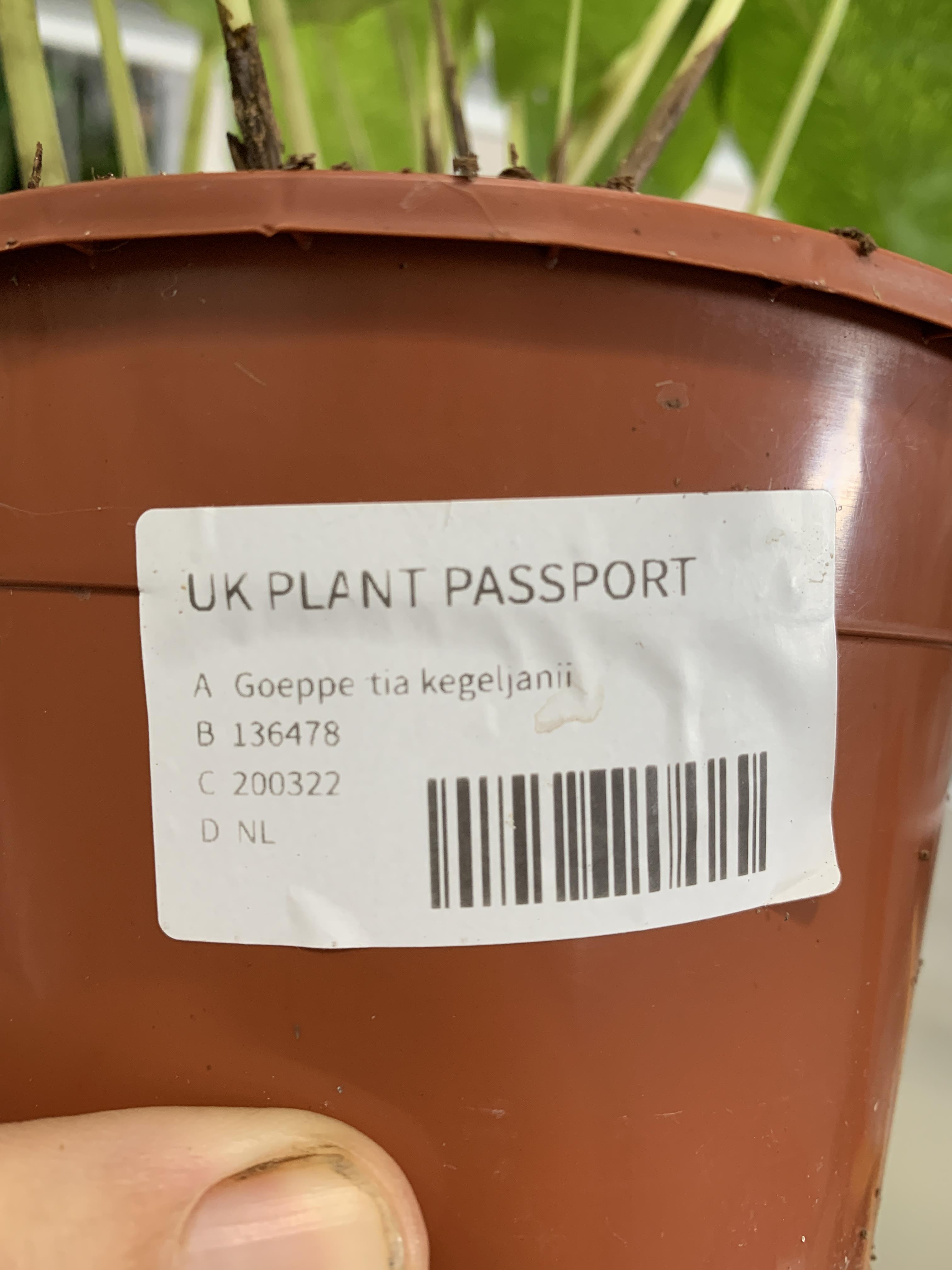 Lot 201 - Three Network plants in white pots.