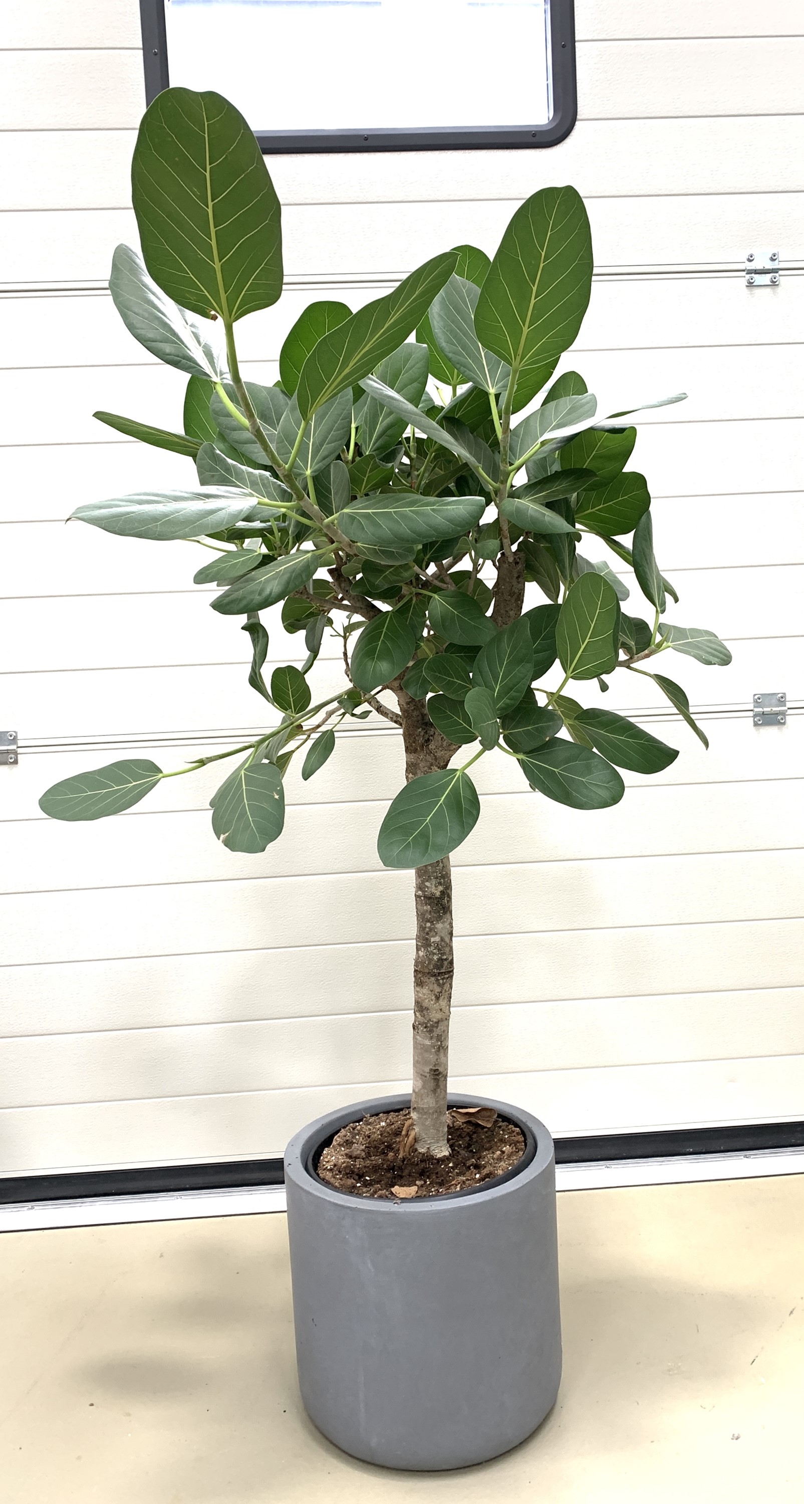 Lot 7 - Bengal Fig, 'Audrey' in Brockwell planter.