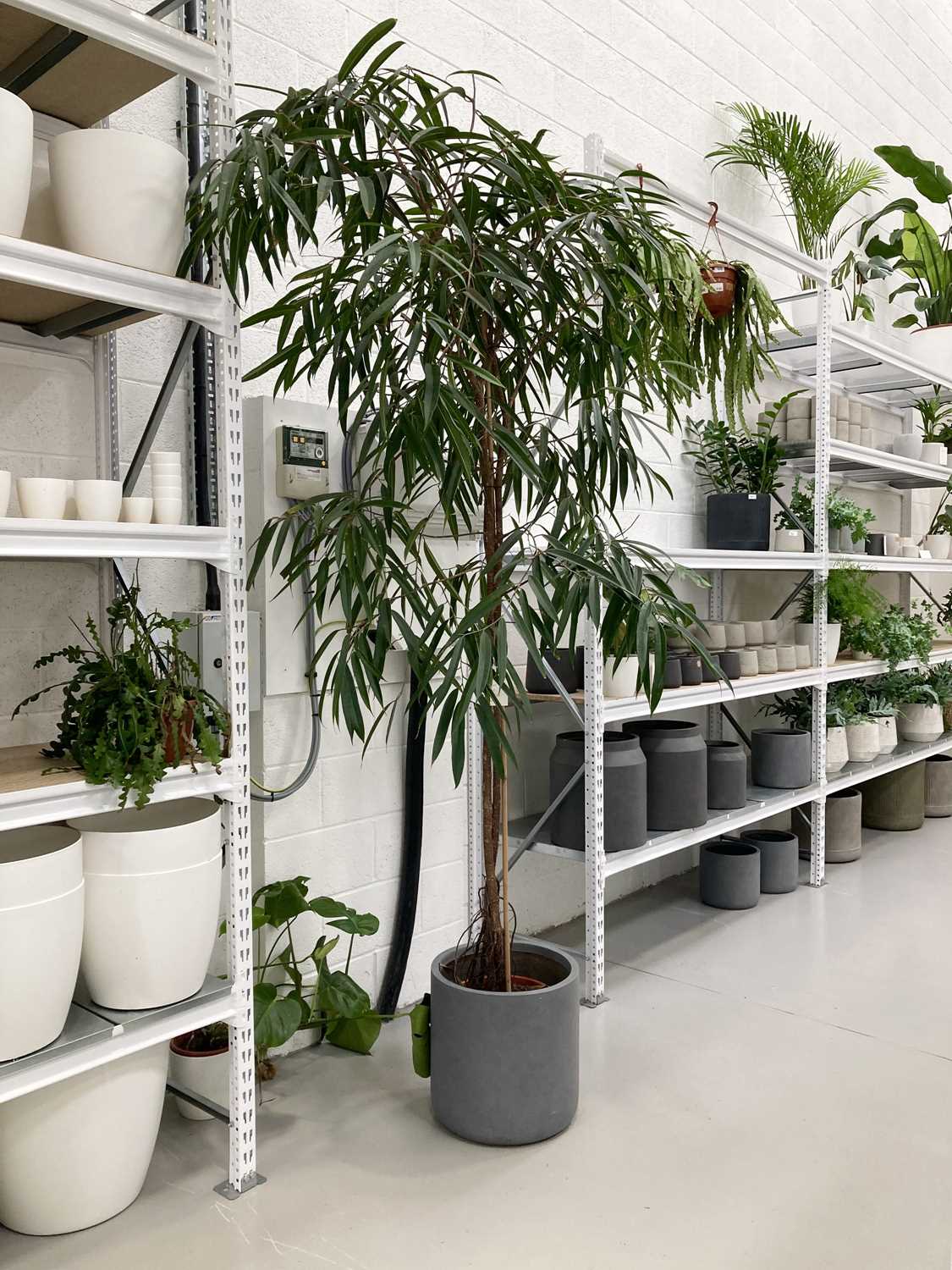 Lot 208 - A large Long Leaf Fig Tree in a Garden