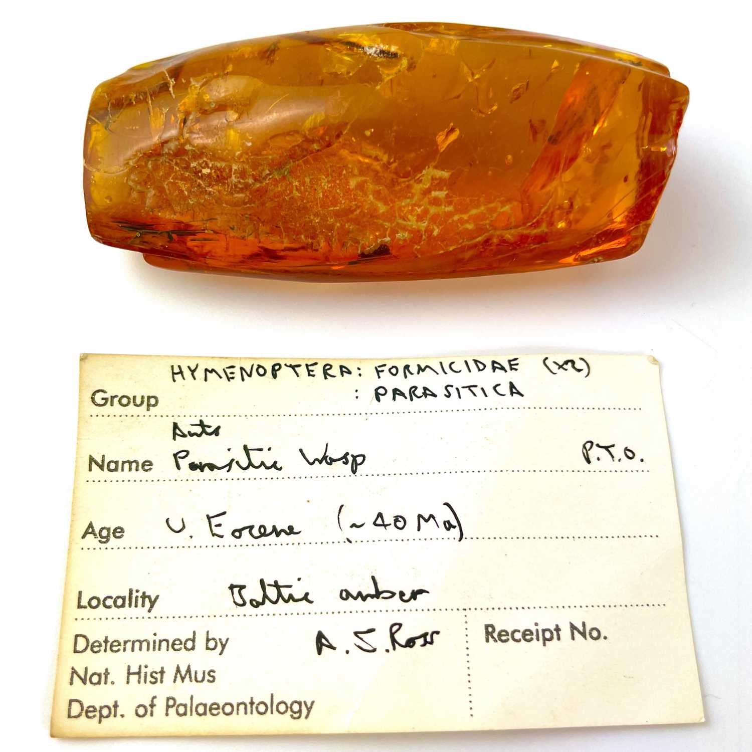 Lot 441 - A Baltic amber specimen containing insects.