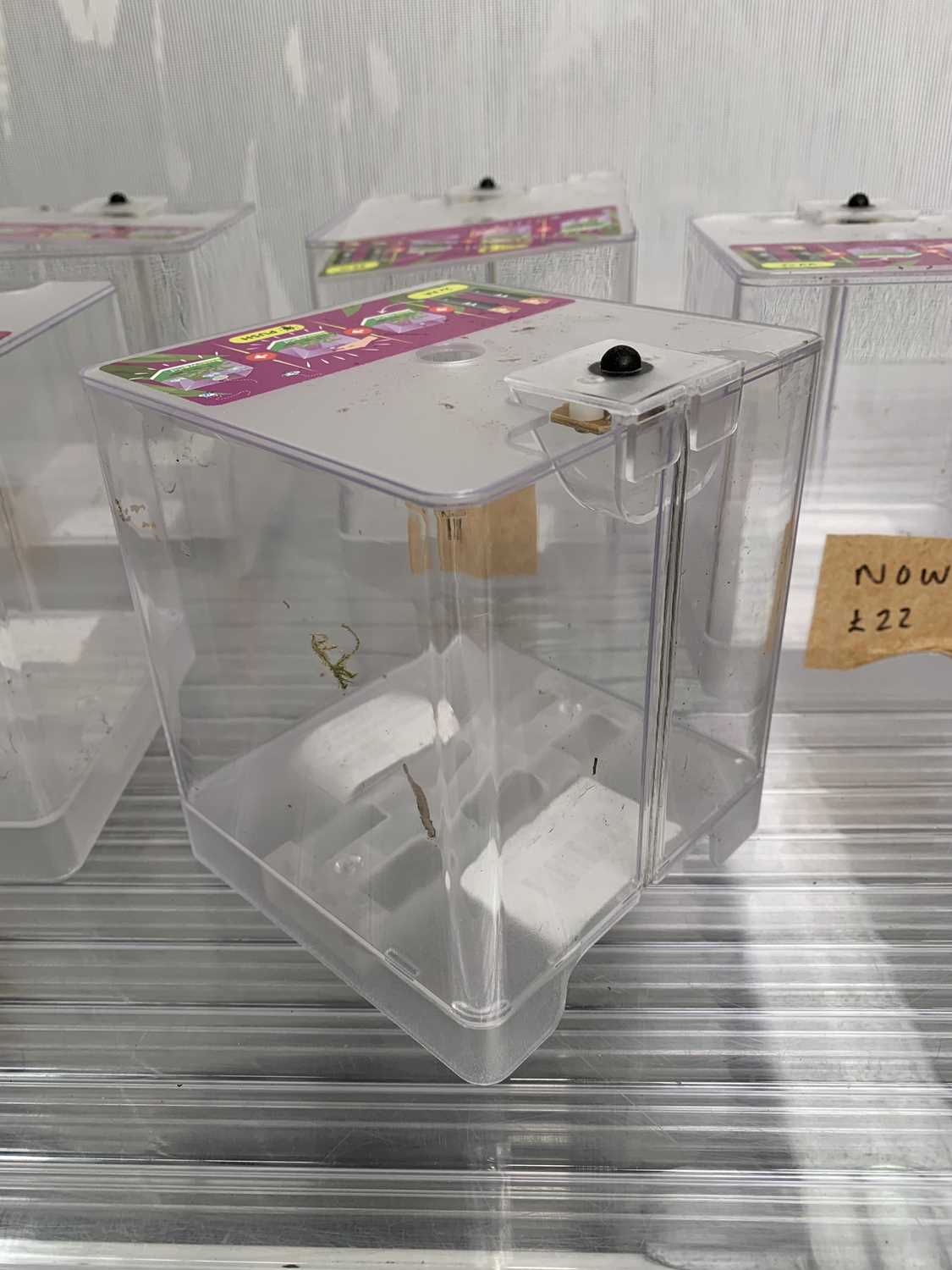 Lot 306 - Nine clear plastic Venus Fly Trap teraniums