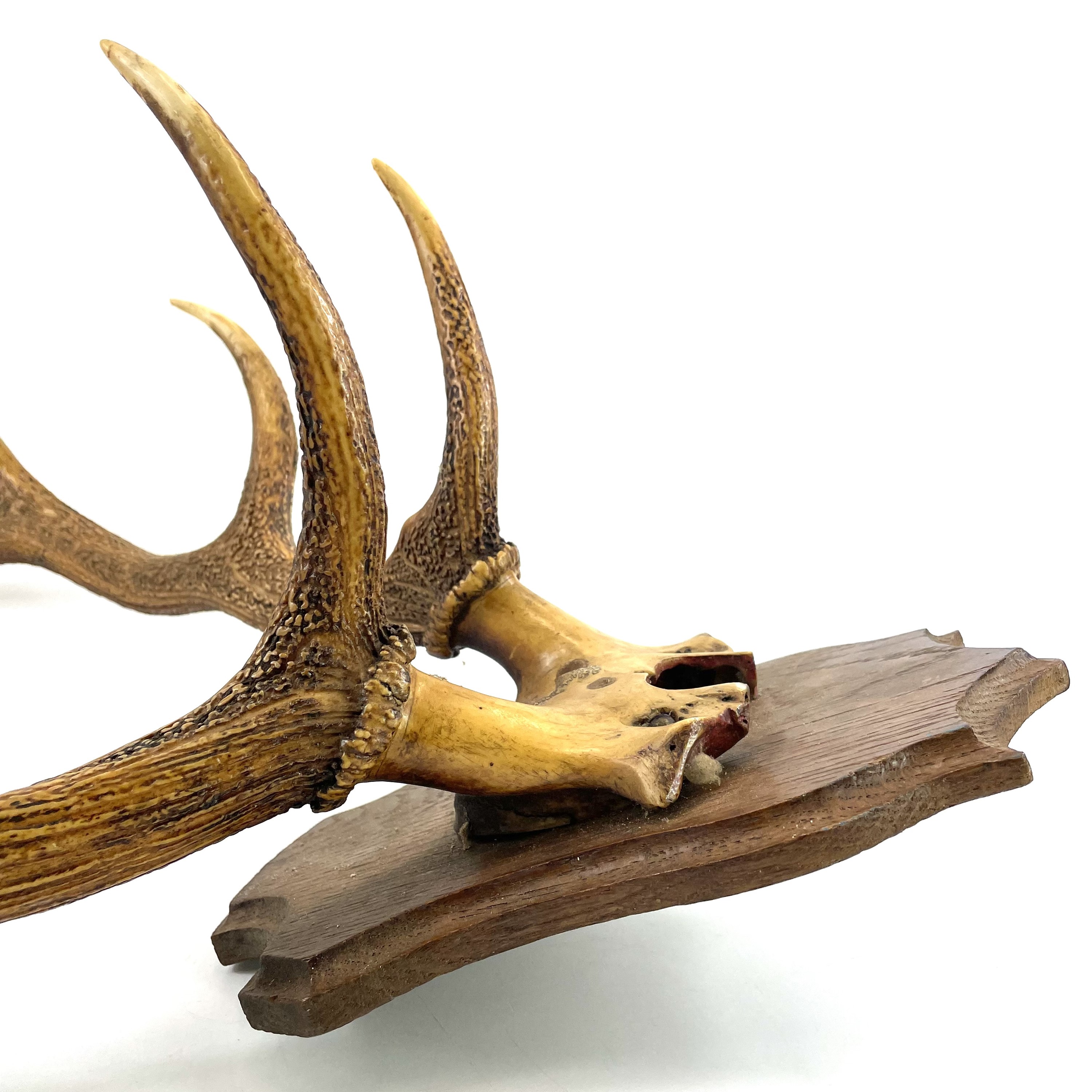 Lot 62 - A pair of eight point antlers with skull cap