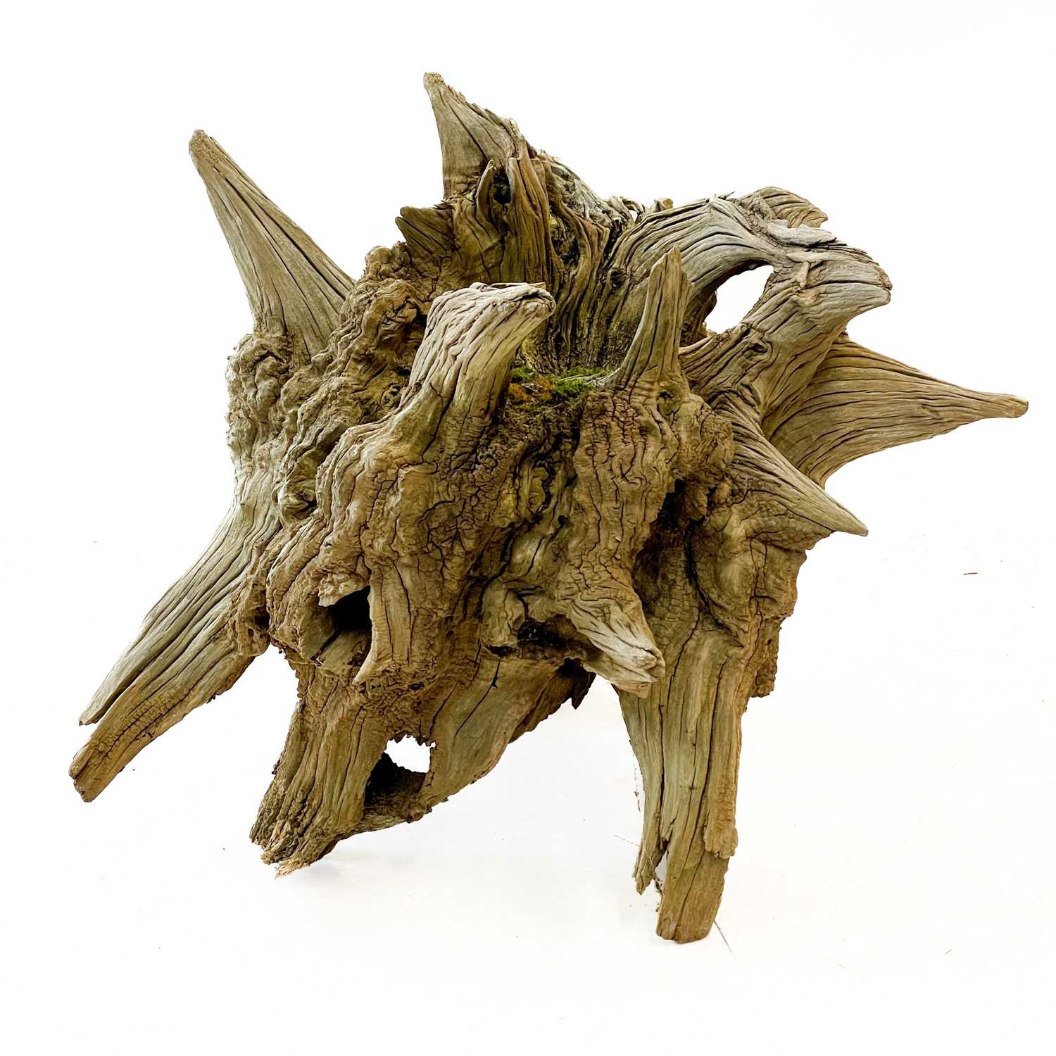 Lot 221 - A sculptural and weathered gnarled tree base.